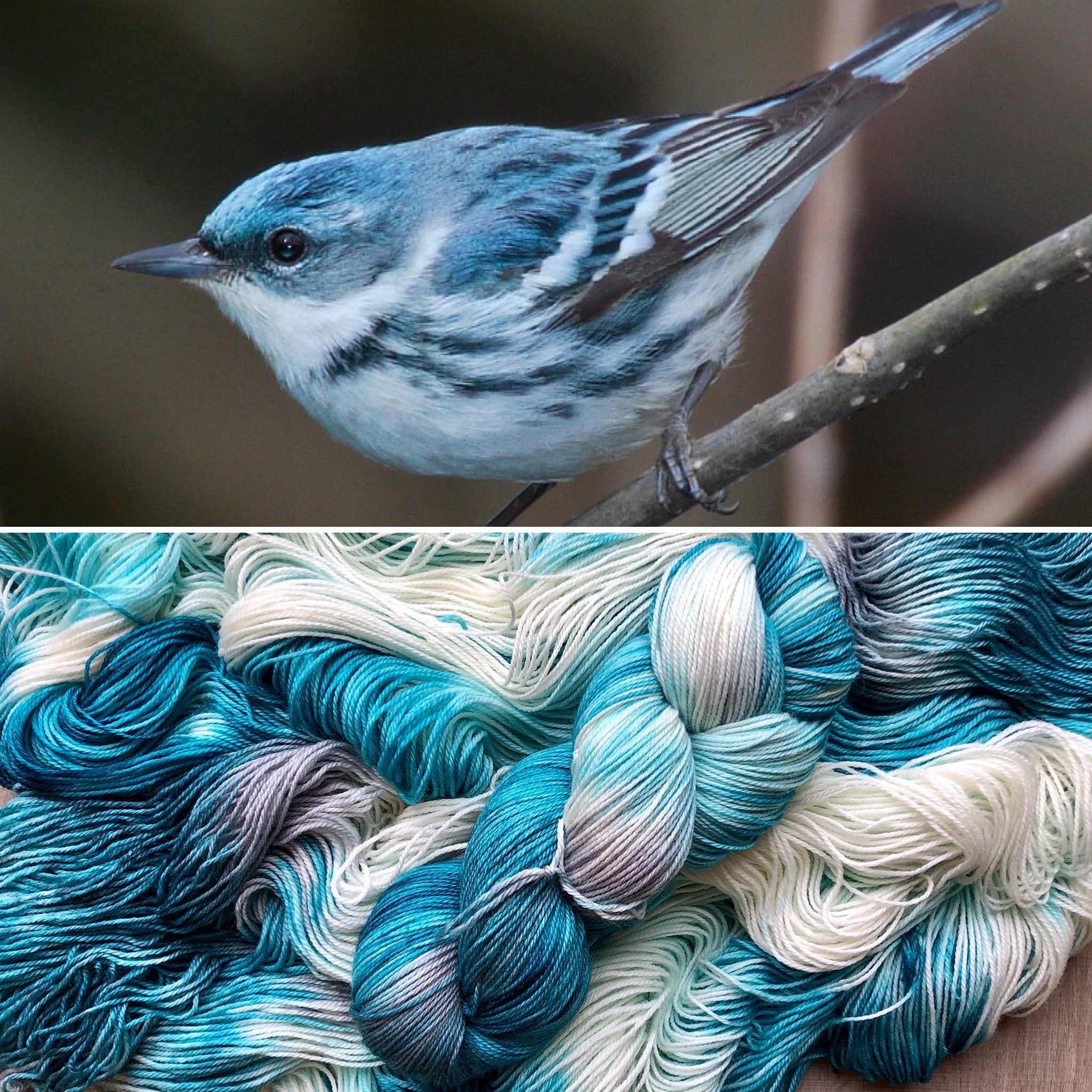 Cerulean Warbler – Songbird Yarn & Fibres